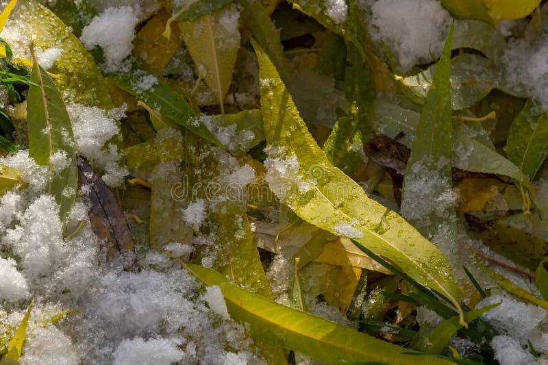 Leaves on the Snow, Yellow Leaves on the Snow Stock Image - Image of ...