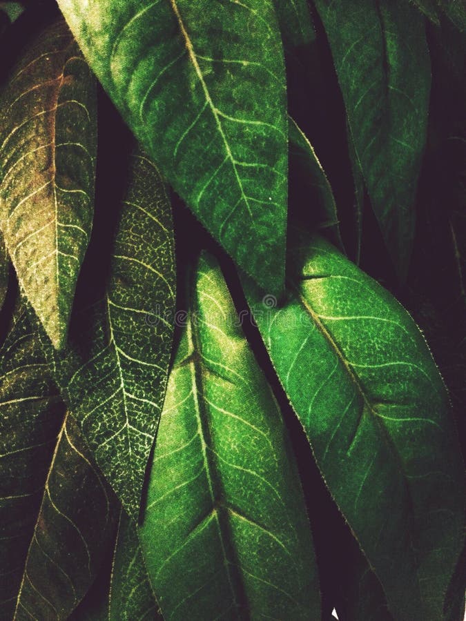 Leaves stock photo. Image of good, leaves, texture, kind - 48161680
