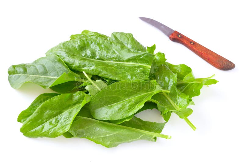 Sorrel Rumex stock photo. Image of edible, fresh, green - 116214416