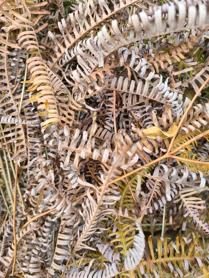 13,223 Special Leaves Photos - Free & Royalty-Free Stock Photos from ...