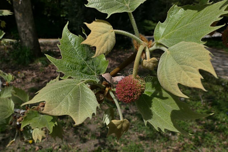 Leaves and Spherical Maturing Dry Fruit, Also Called Achenes, on Hybrid ...