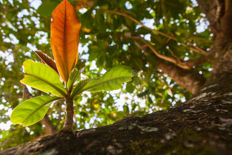 Leaves of spider lily tree stock photo. Image of leaves - 48370440