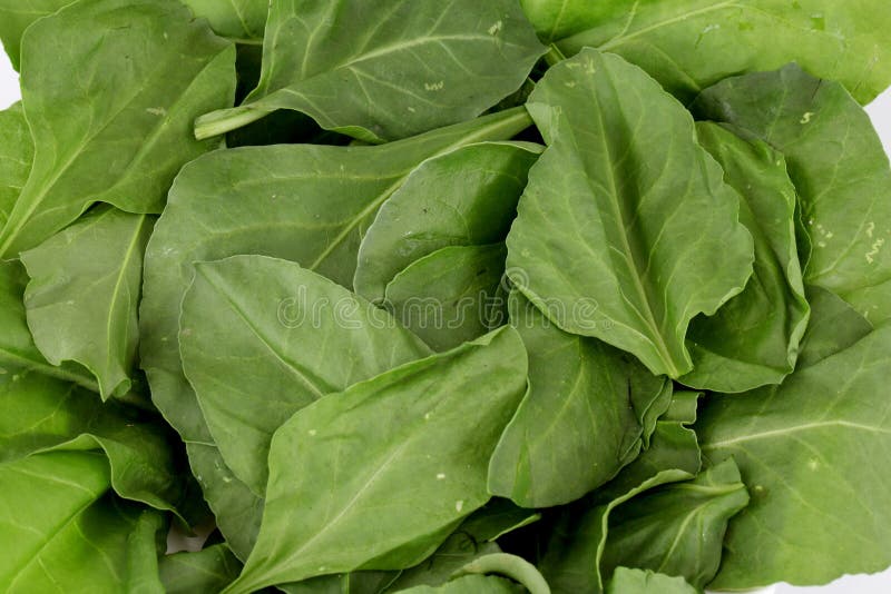 Leaves of spinach stock photo. Image of green, snack - 34779226