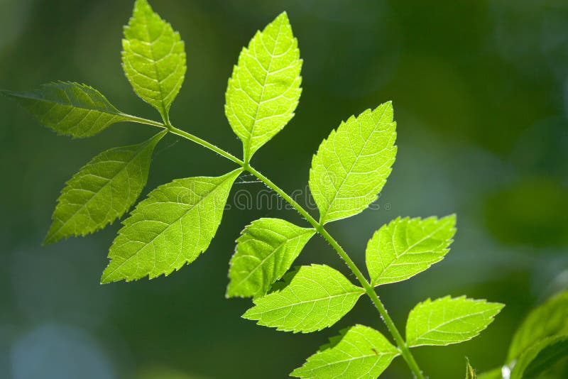Leaves in spring stock image. Image of sunlight, vibrant - 22737189