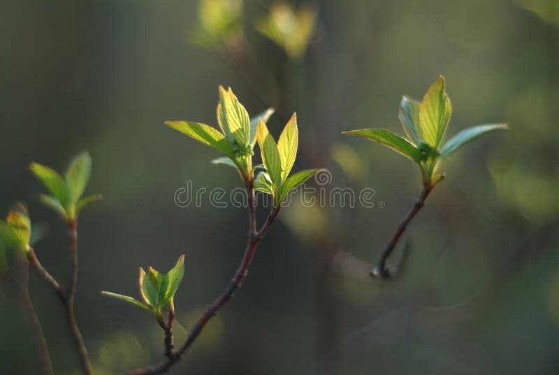Leaves in spring stock image. Image of spring, trees, branches - 2699097