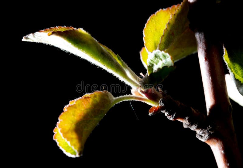 Leaves on Spring Plant Branch on Black Background Stock Photo - Image ...