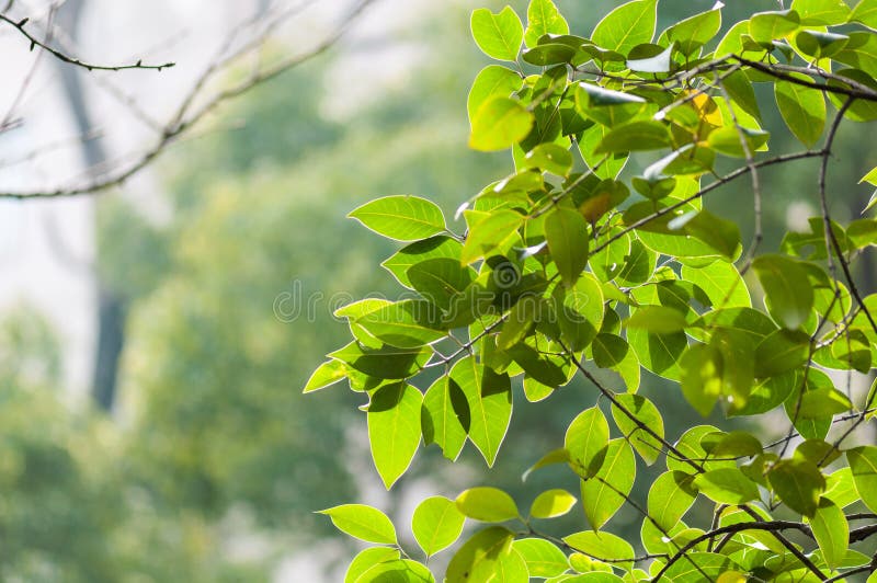 The leaves of spring stock photo. Image of living, leaves - 50924710
