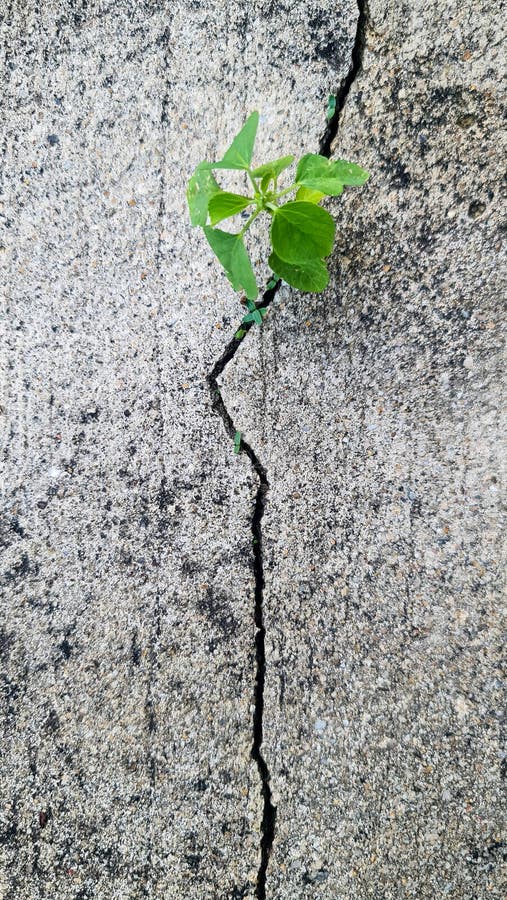 Leaves Sprouting from the Ground Stock Photo - Image of strong, stone ...