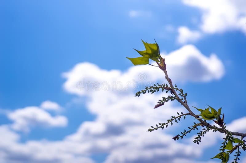 Leaves are Sprouting and Growing with Blue Sky on Branches in Spring ...