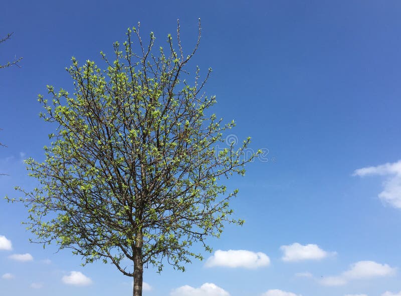 Leaves Sprouting in Spring Time Stock Image - Image of outdoor ...