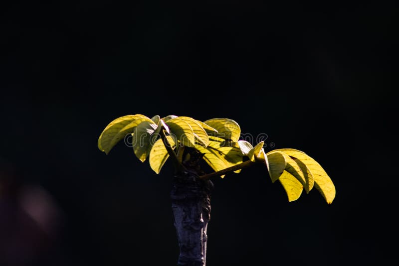 Leaves Sprouting on the Tree Against Dark Background. Stock Image ...