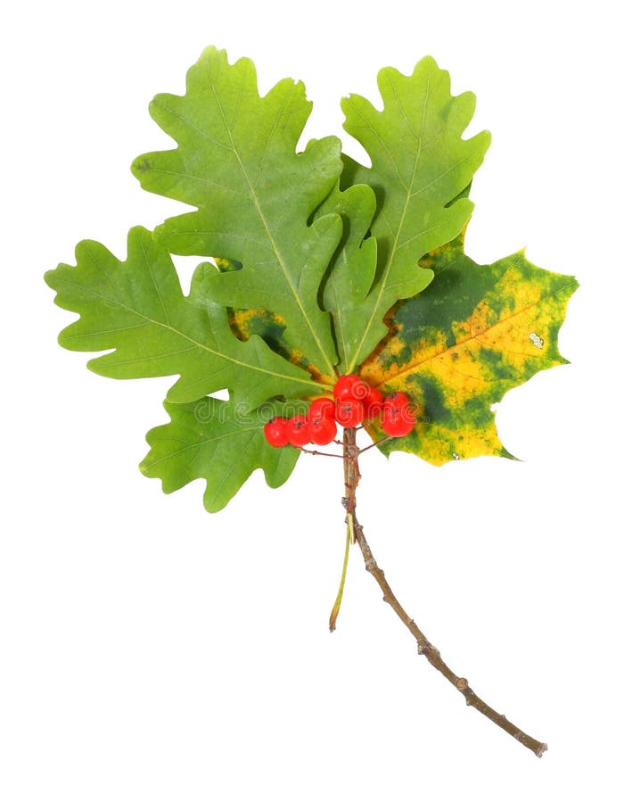 Leaves stack stock illustration. Illustration of autumn - 12784104