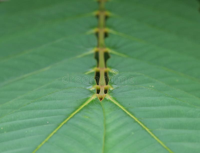 Leaves stock image. Image of summer, texture, leaf, natural - 83325497