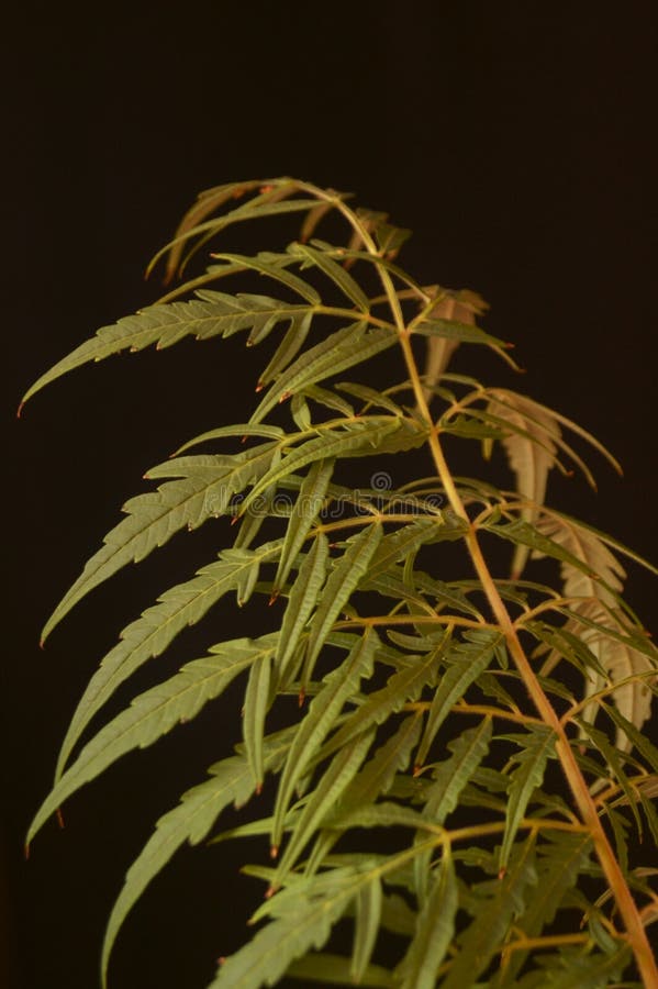 Leaves of Staghorn Sumac, Rhus Typhina Stock Image - Image of ...