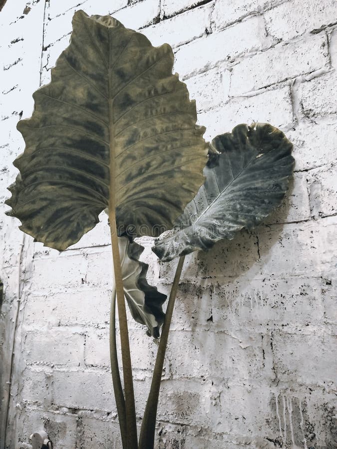 Leaves that Stand Firm and are Not Easily Shaken Stock Photo - Image of ...