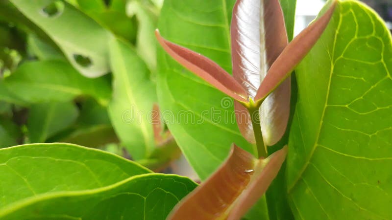 Leaves start to appear stock photo. Image of leaves - 219421834