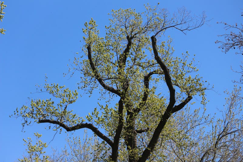 Leaves Starting To Bloom Out Tree in Spring Stock Image - Image of ...
