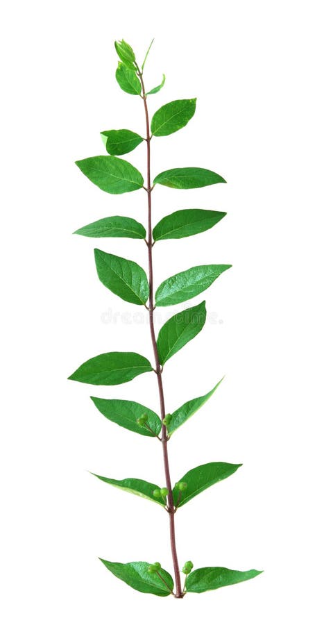 Leaves on the stem stock photo. Image of abstraction, fruit - 5468560