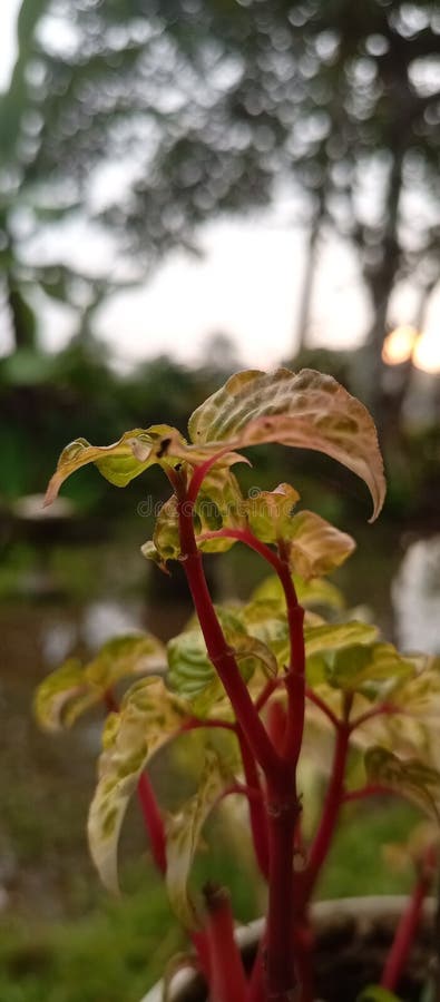 Leaves and stem beautiful stock photo. Image of flower - 226313020