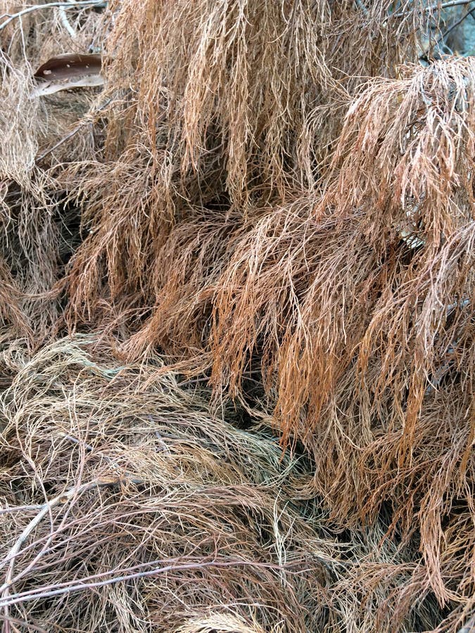Drying Spruce Leaves and Trunk Stock Photo - Image of coniferous ...