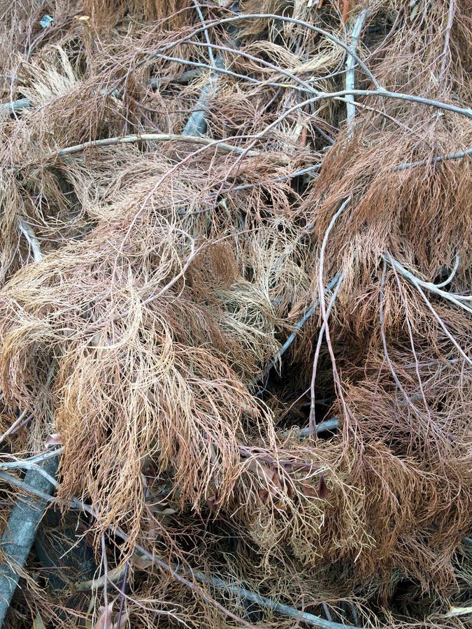 The Leaves and Stems of Evergreen Trees that Dry Out after Being Cut ...