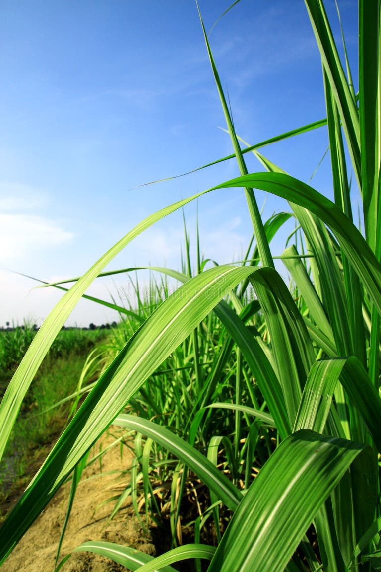 721 Growing Sugarcane Leaves Stock Photos - Free & Royalty-Free Stock ...