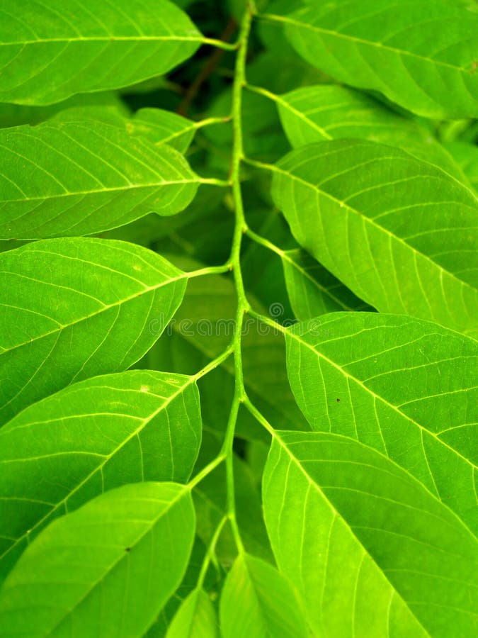 Leaves step stock image. Image of flora, male, foliage - 905245