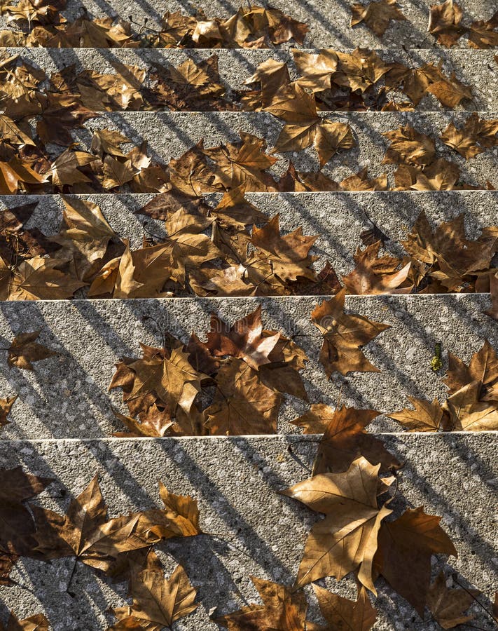 Leaves on Steps Symbolizing End of Autumn Stock Photo - Image of tree ...