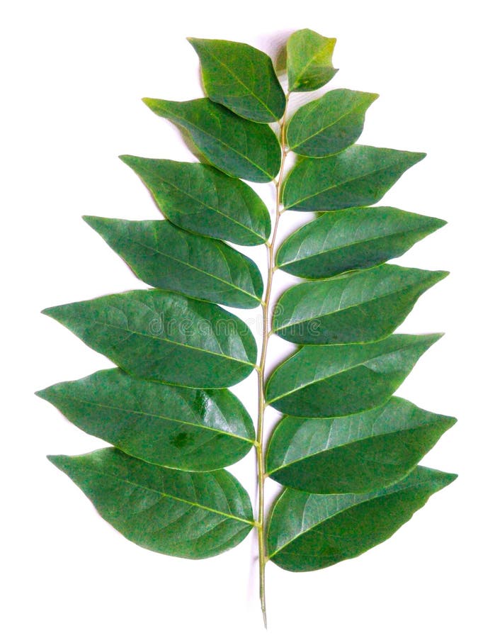 Leaves and sticks stock image. Image of white, nature - 92147629