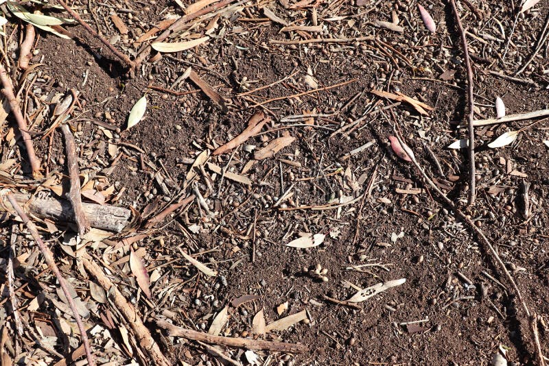 Leaves and Sticks / Ground Clutter Texture - Perfect for Videogames ...