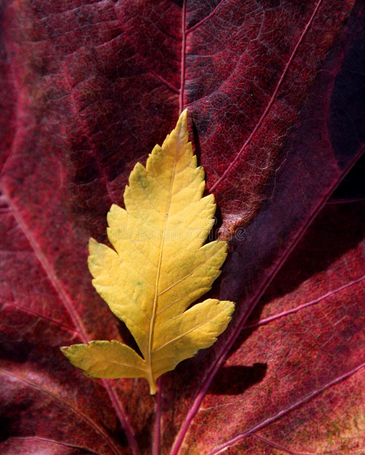 Leaves Still of Autumn Leaves, Fall Classic Images Stock Image - Image ...