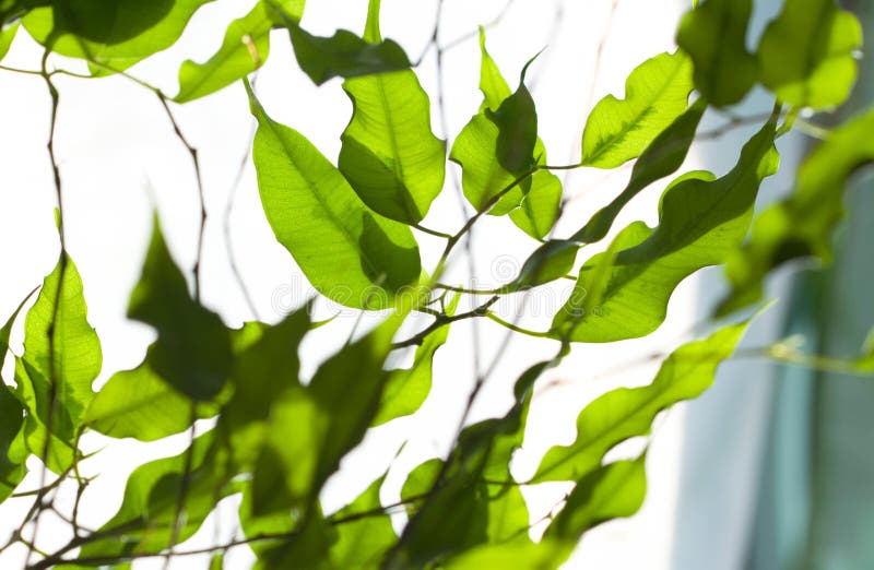 Leaves - Stock Image stock photo. Image of bright, plant - 49670442