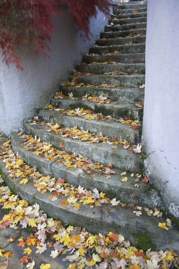 Leaves on Stone Steps stock image. Image of stone, maple - 52065879