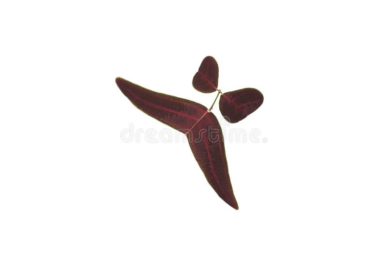 Leaves with Strange Shapes and Patterns on White Background Stock Image ...