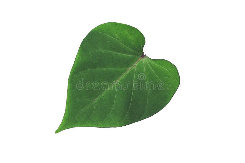 Leaves with Strange Shapes and Patterns on White Background Stock Photo ...