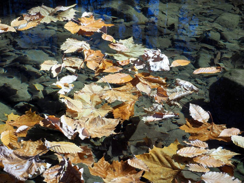 The leaves in the stream stock photo. Image of brown - 201912244