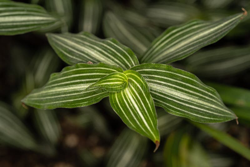 Callisia Elegans Plant Stock Photos - Free & Royalty-Free Stock Photos ...