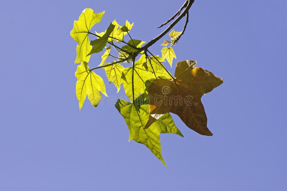 Leaves of the Sugar Maple in Spring Stock Image - Image of leaf, back ...