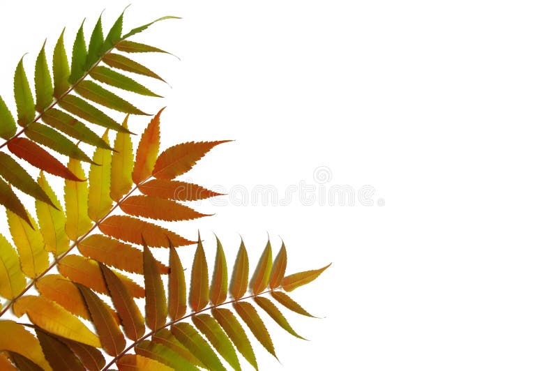 Leaves of Sumac on a White Background. Isolate Stock Image - Image of ...