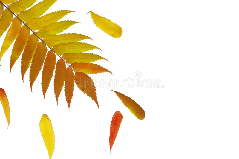Leaves of Sumac on a White Background. Isolate Stock Image - Image of ...