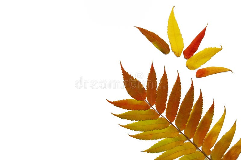 Leaves of Sumac on a White Background. Isolate Stock Image - Image of ...