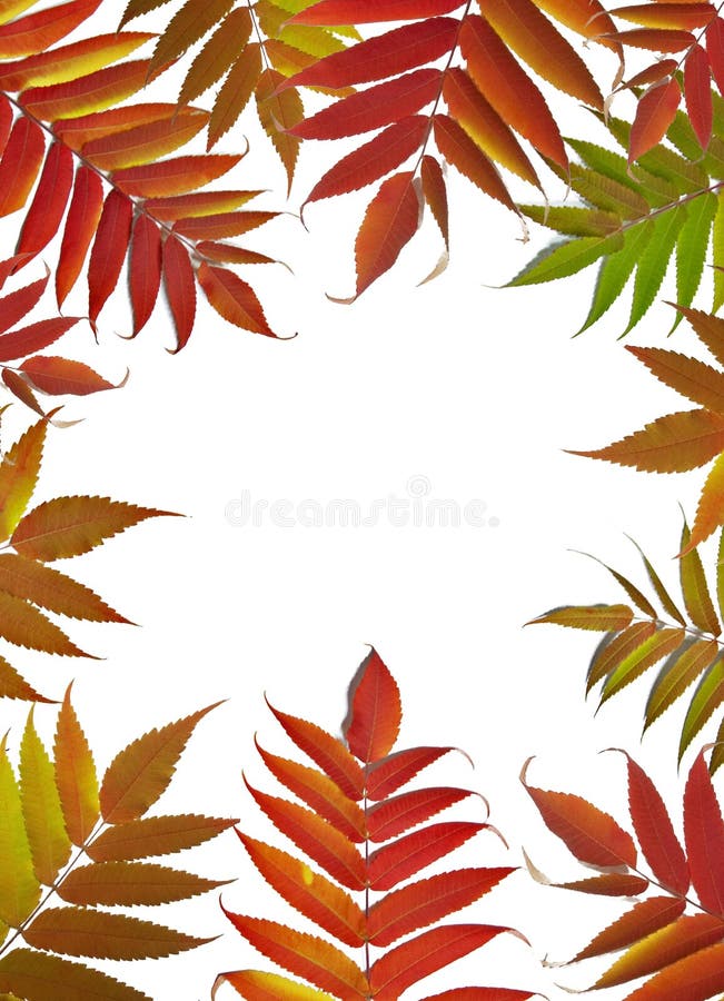 Leaves of Sumac on a White Background. Isolate Stock Image - Image of ...