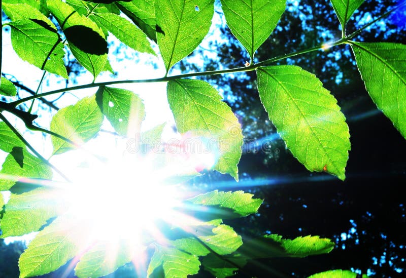 Leaves and sun stock photo. Image of gardening, foliage - 5669788