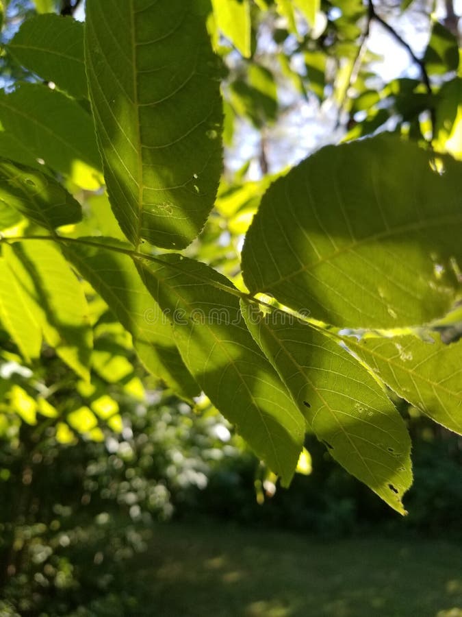 Leaves stock photo. Image of summer, leaves, tree, sunset - 97310256