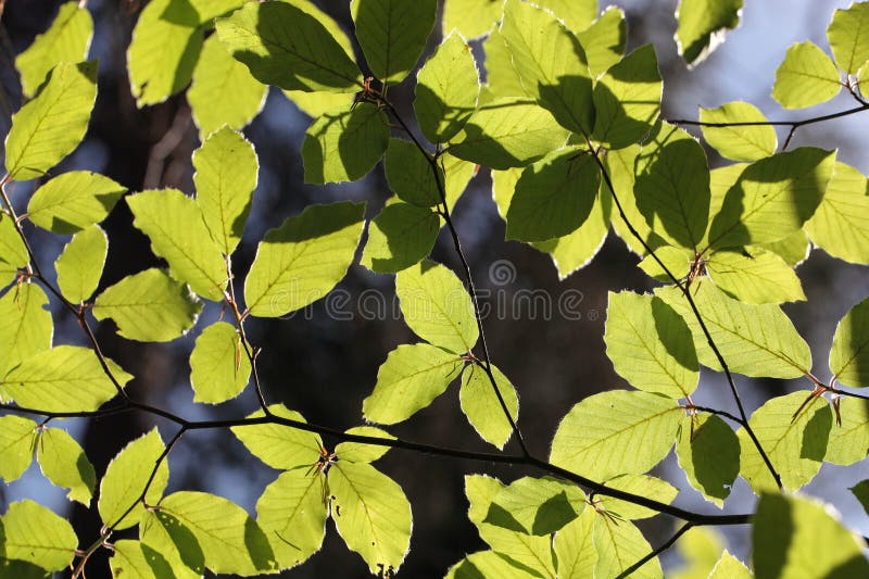 Leaves in the sun stock image. Image of background, color - 54130537