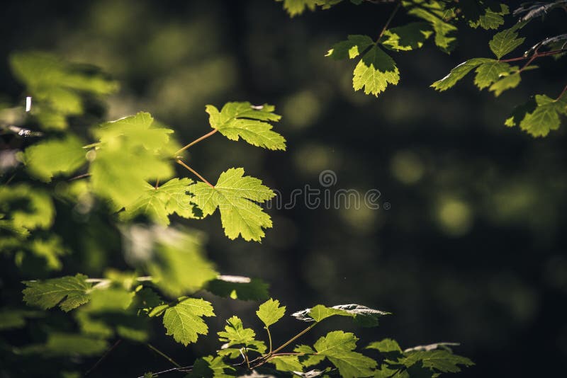 Leaves in the sun stock photo. Image of wilderness, micro - 79809618
