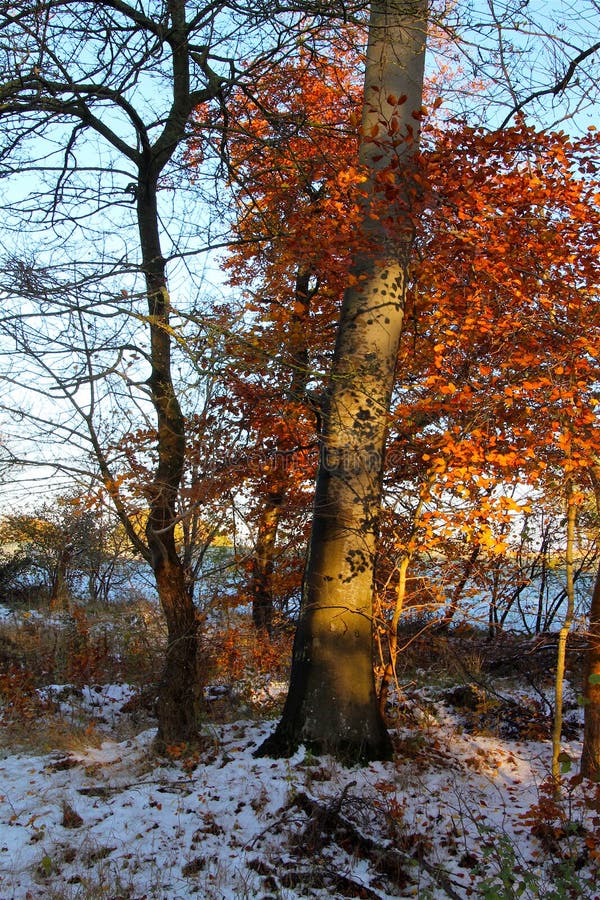 Leaves in the Sun Makes Shadows Stock Image - Image of snow, shade ...