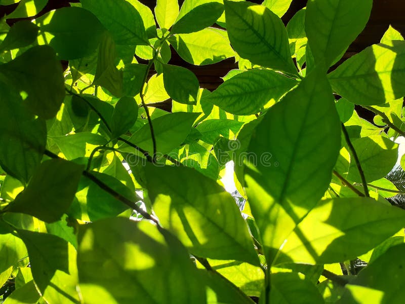 Leaves Sun Rays Canopy Green Yellow Nature Arts Stock Image - Image of ...
