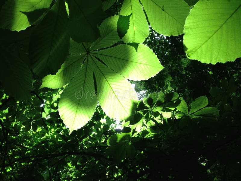Leaves stock photo. Image of leaves, forests, green, view - 43218054