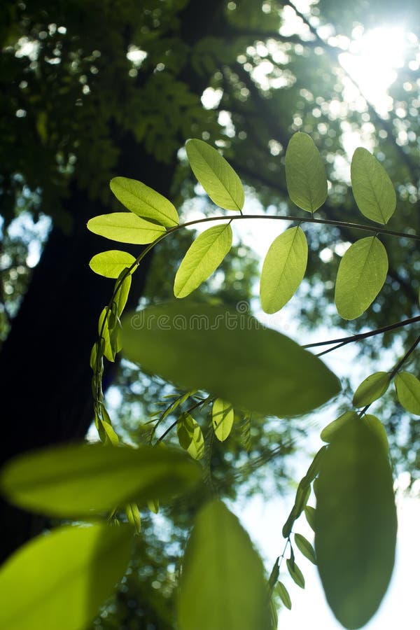 Leaves in the sun stock image. Image of nature, beauty - 65257487